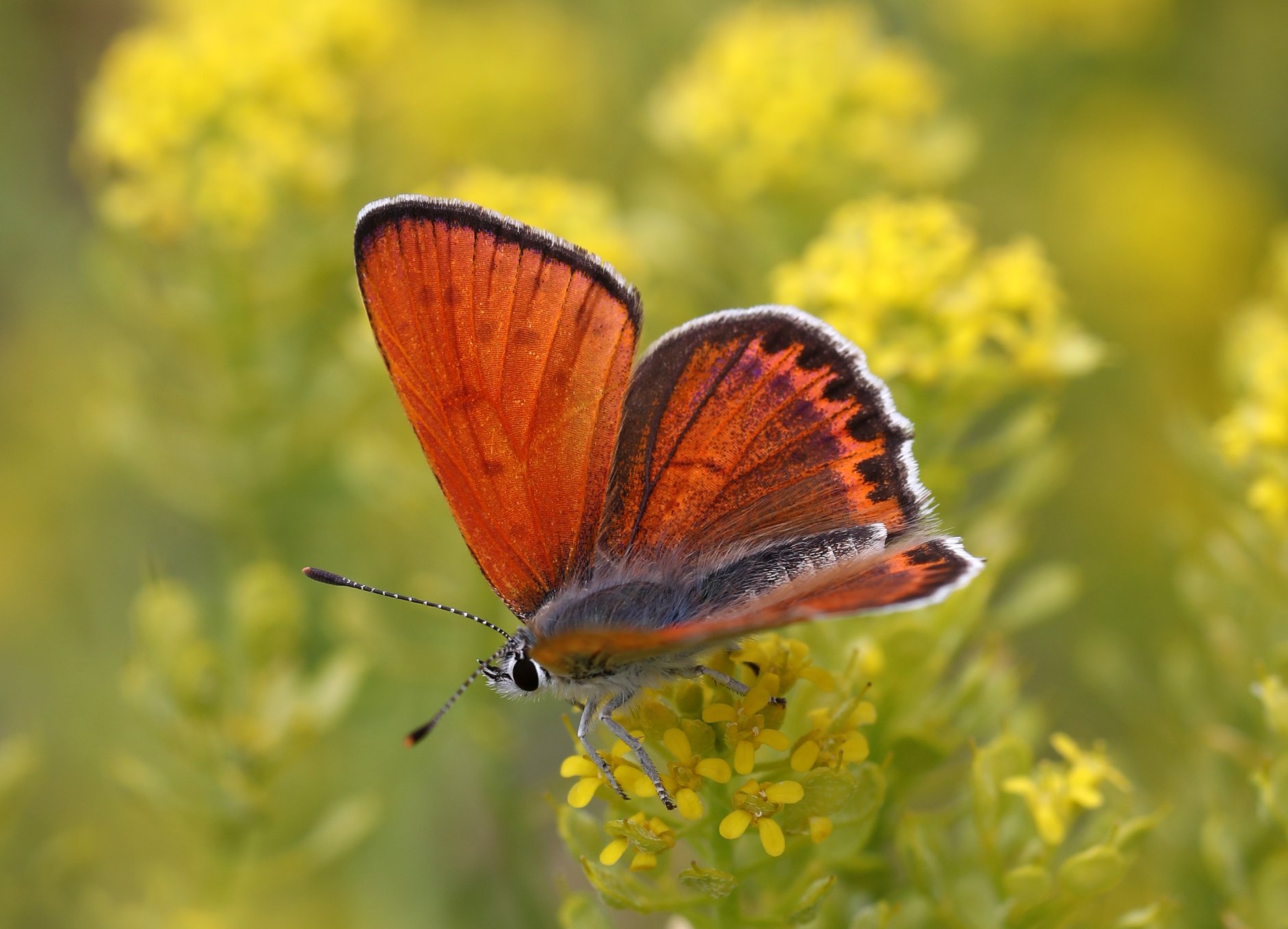 Mariposa Nature Tours | Expert-led butterfly and botany holidays