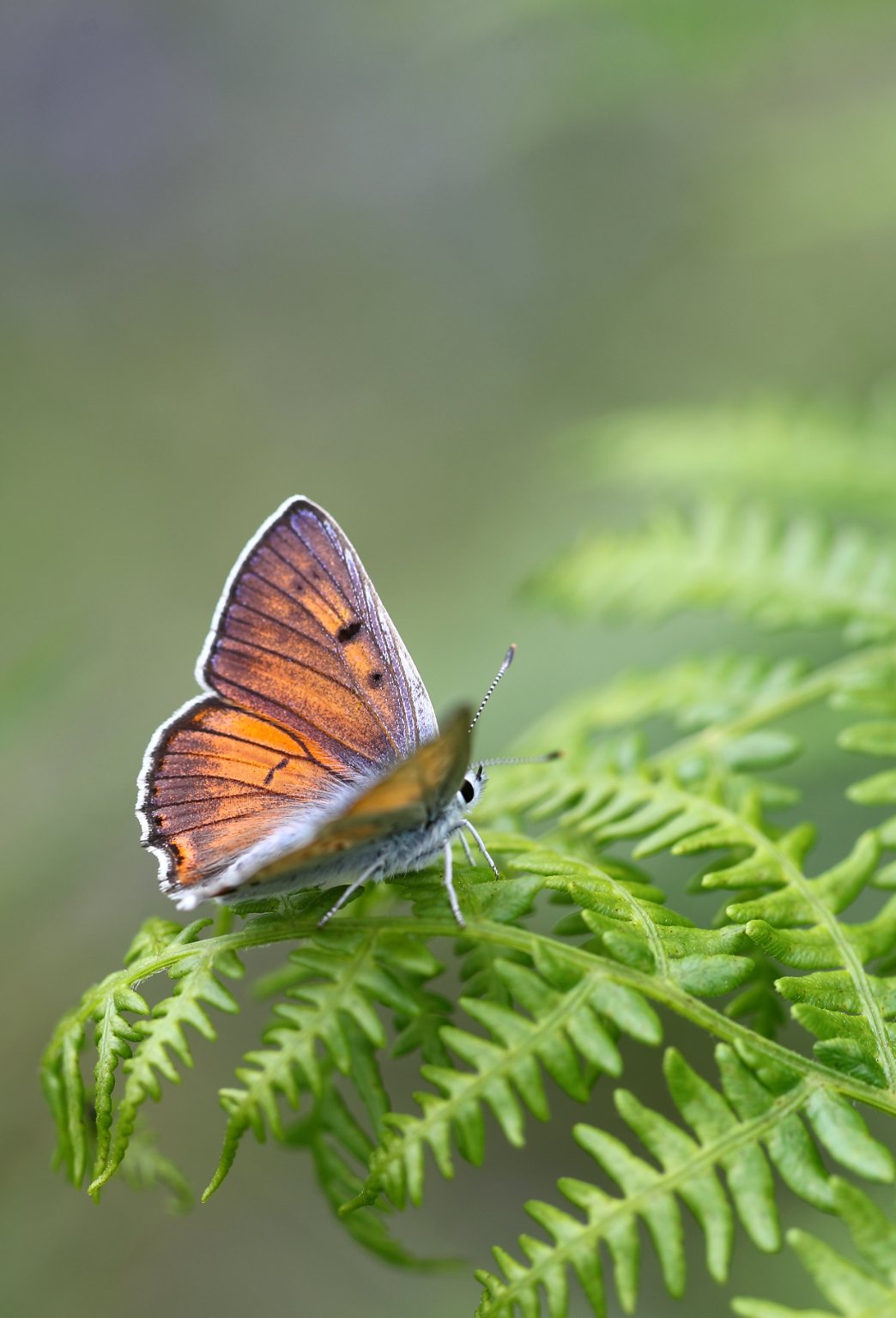Tour Calender | Mariposa Nature Tours