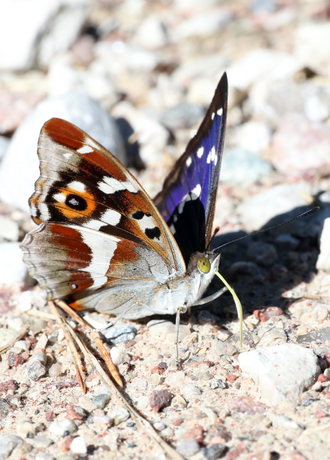 Expert Led Tour Destinations | Mariposa Natue Tours