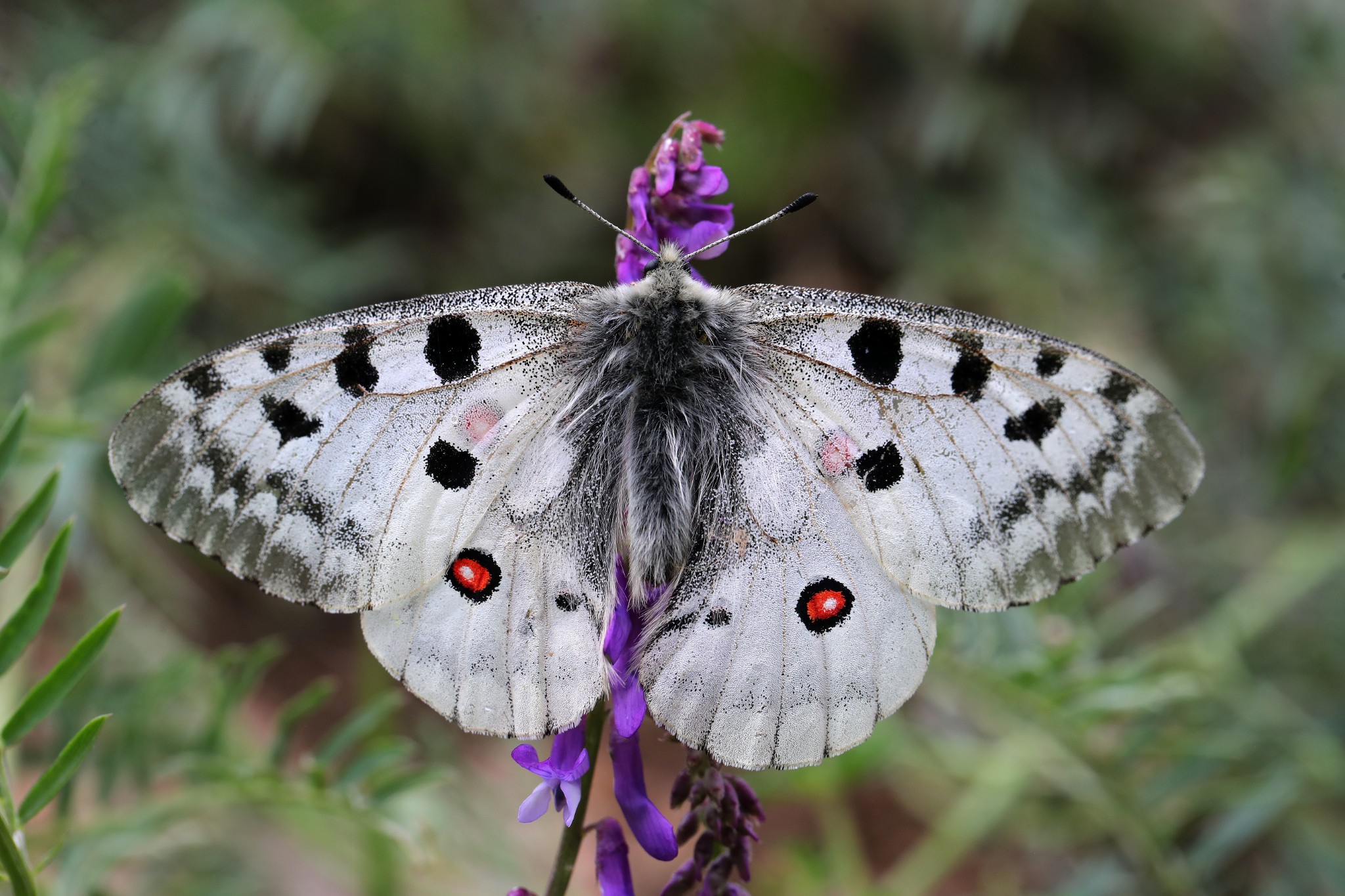 News and Updates | Mariposa Nature Tours
