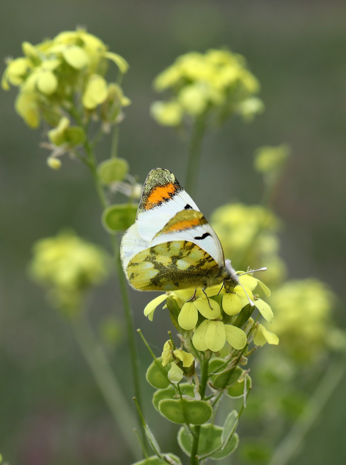 Spring Butterflies of Central and Northern Spain | Mariposa Nature Tours