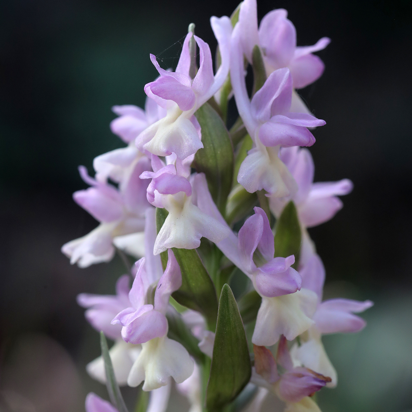 Mariposa Nature Tours | Expert-led butterfly and botany holidays