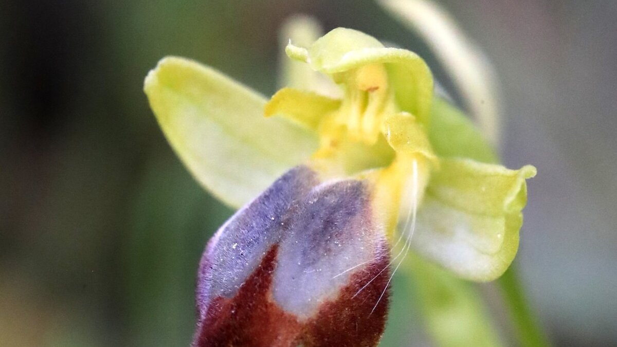 Mariposa Nature Tours | Expert-led butterfly and botany holidays