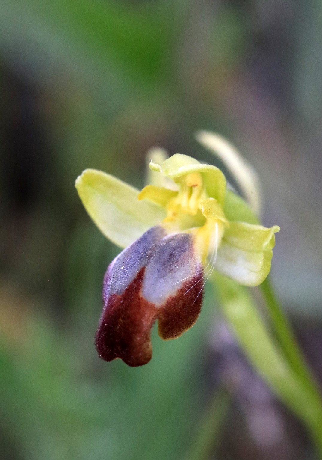 Mariposa Nature Tours | Expert-led butterfly and botany holidays
