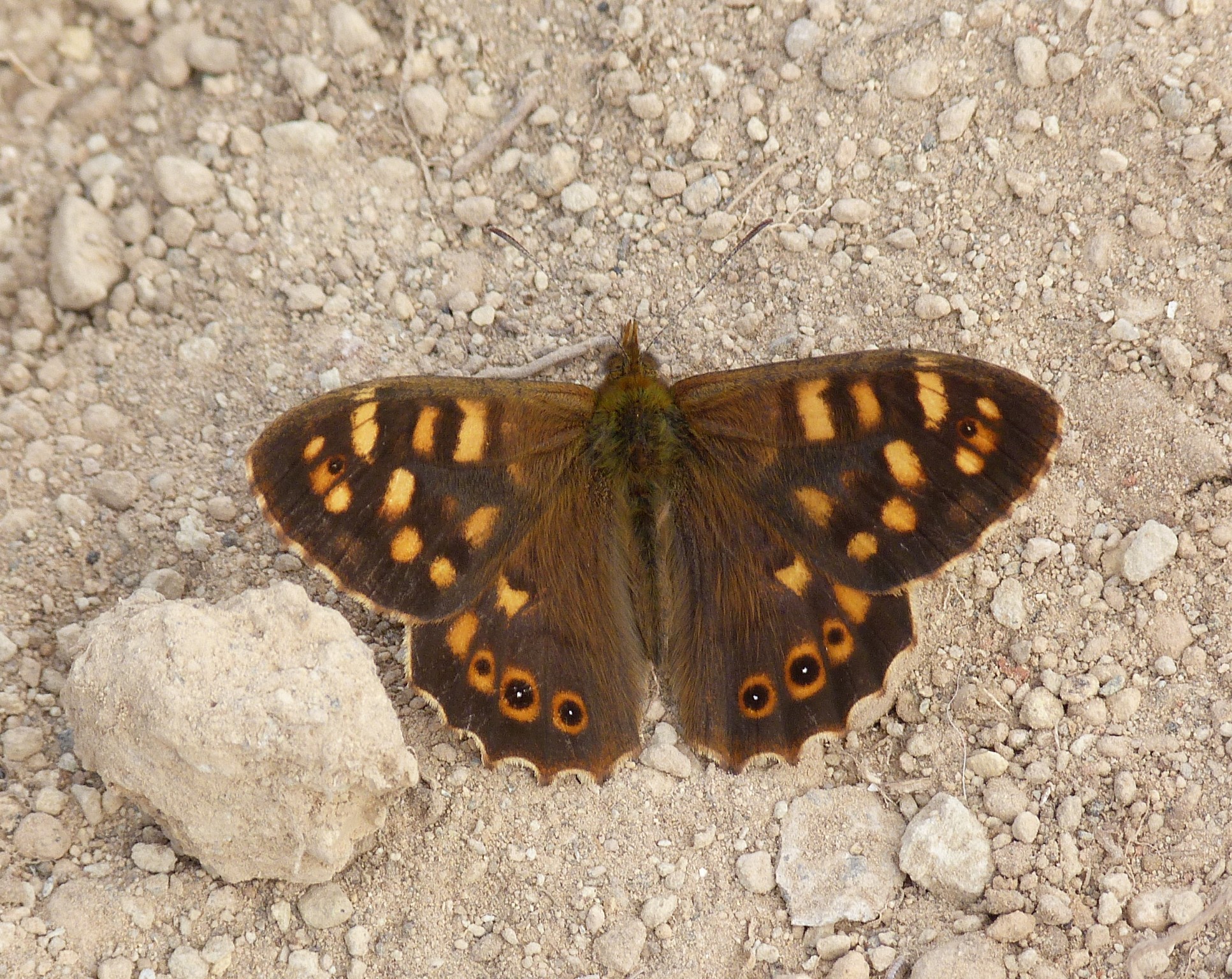 Mariposa Nature Tours | Expert-led butterfly and botany holidays