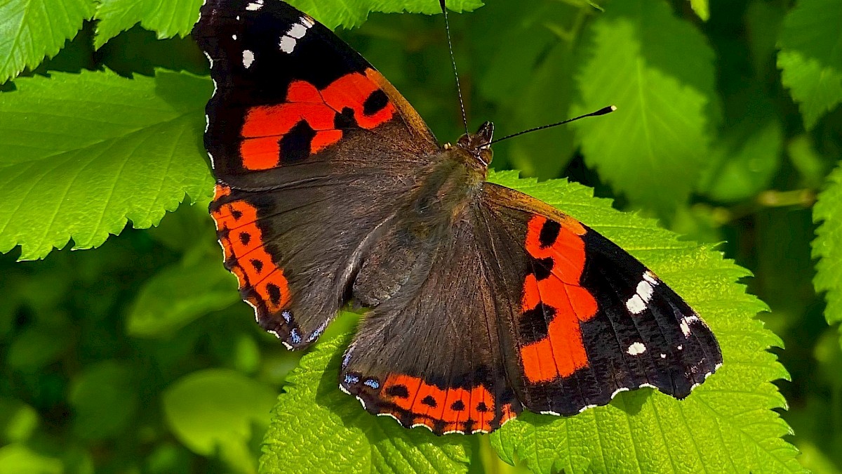 Mariposa Nature Tours | Expert-led butterfly and botany holidays
