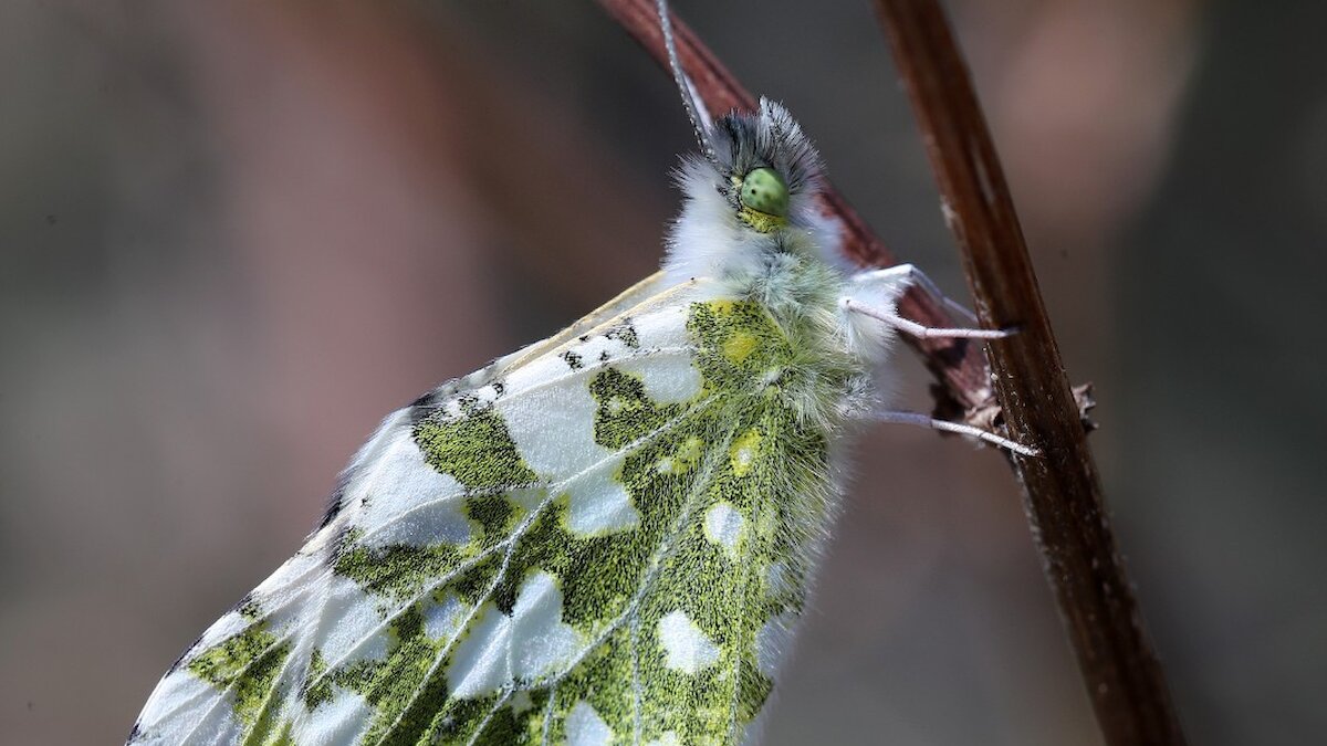 Mariposa Nature Tours | Expert-led butterfly and botany holidays