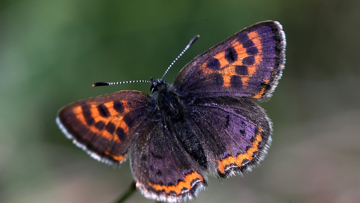 Mariposa Nature Tours | Expert-led butterfly and botany holidays