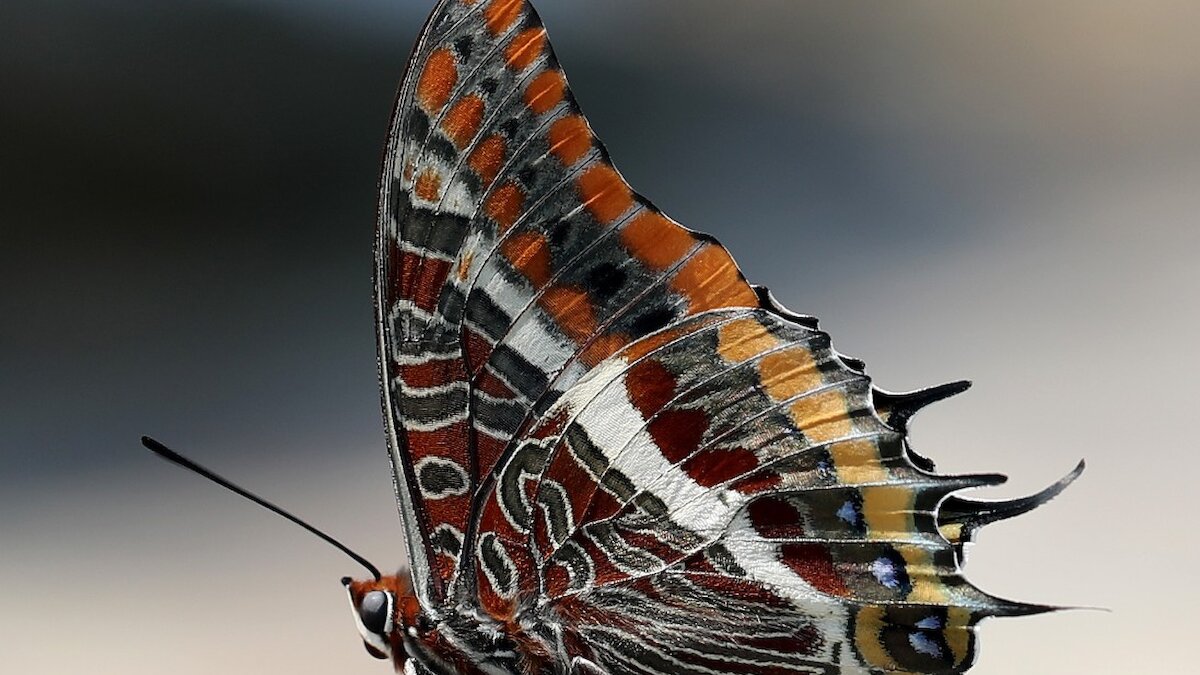 Mariposa Nature Tours | Expert-led butterfly and botany holidays