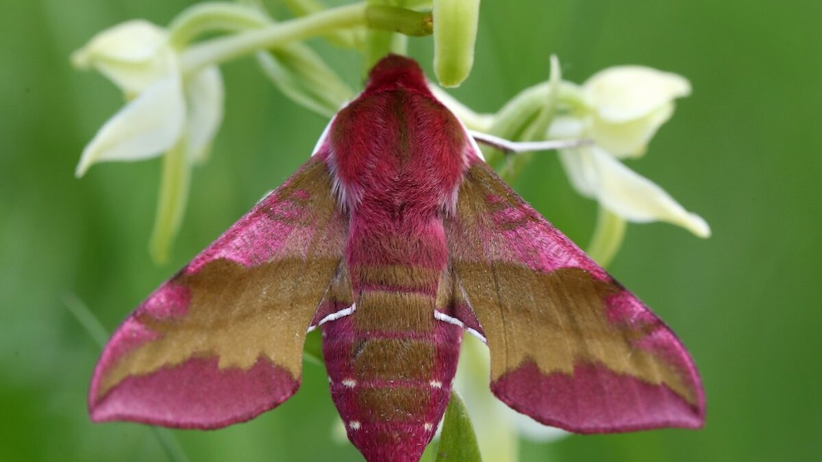 Mariposa Nature Tours | Expert-led butterfly and botany holidays