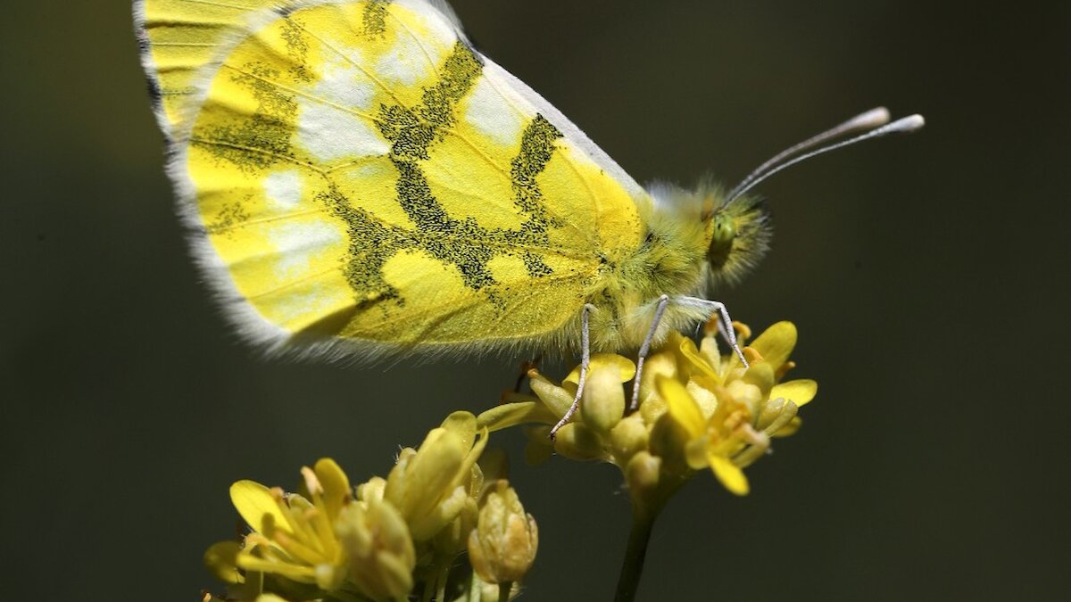 Mariposa Nature Tours | Expert-led butterfly and botany holidays