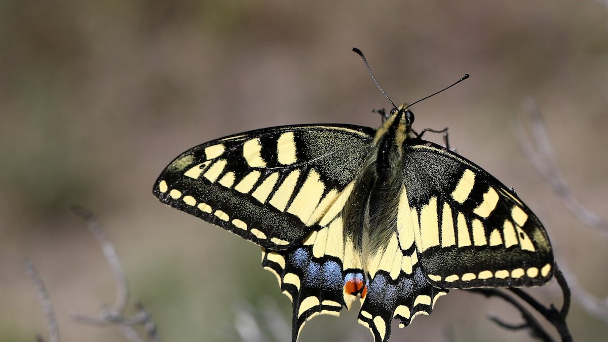 Mariposa Nature Tours | Expert-led butterfly and botany holidays