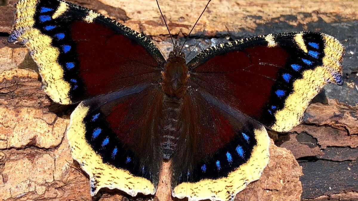 Mariposa Nature Tours | Expert-led butterfly and botany holidays