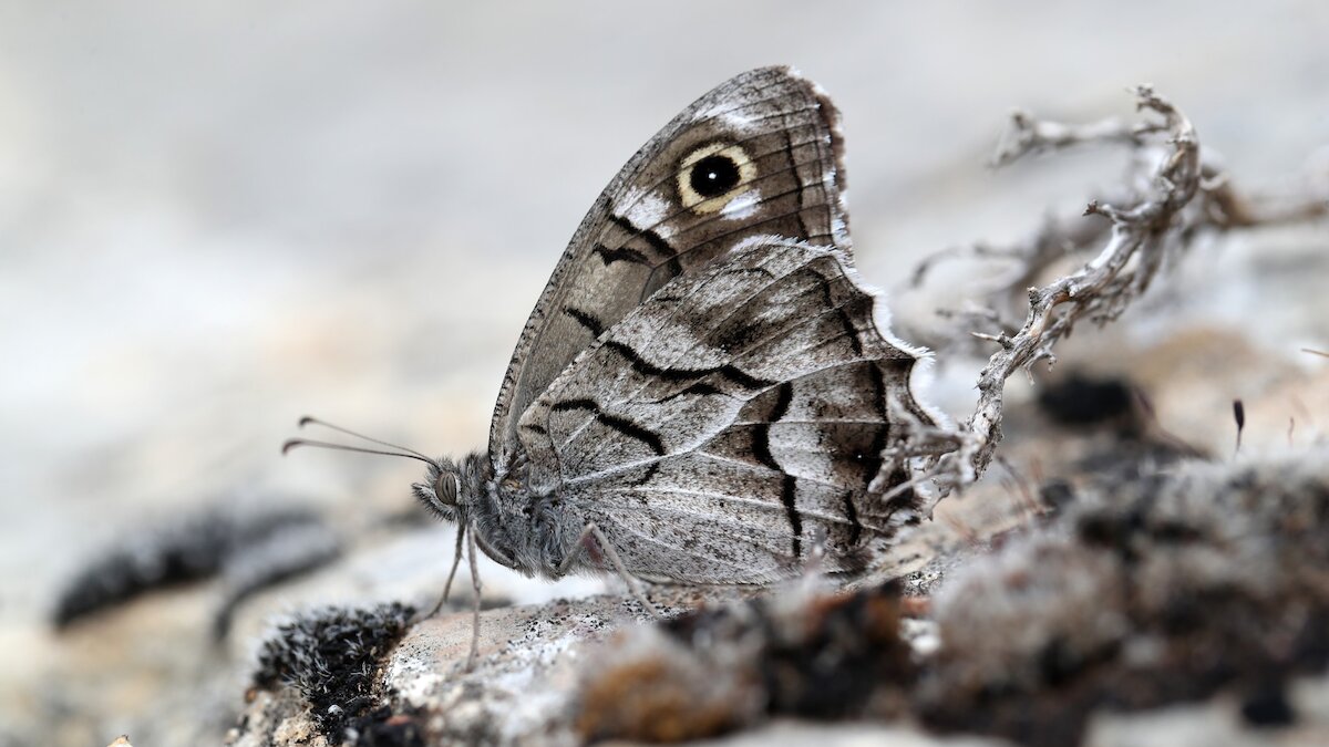 Mariposa Nature Tours | Expert-led butterfly and botany holidays
