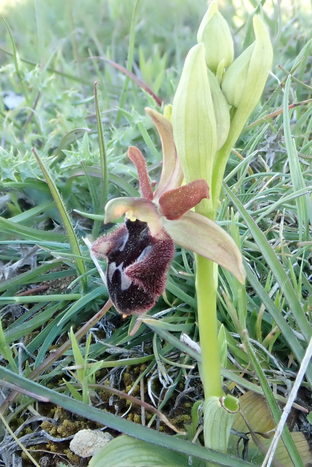 Mariposa Nature Tours | Expert-led butterfly and botany holidays