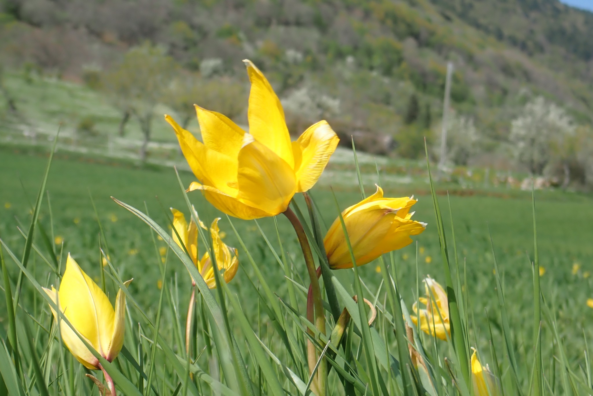 Mariposa Nature Tours | Expert-led butterfly and botany holidays