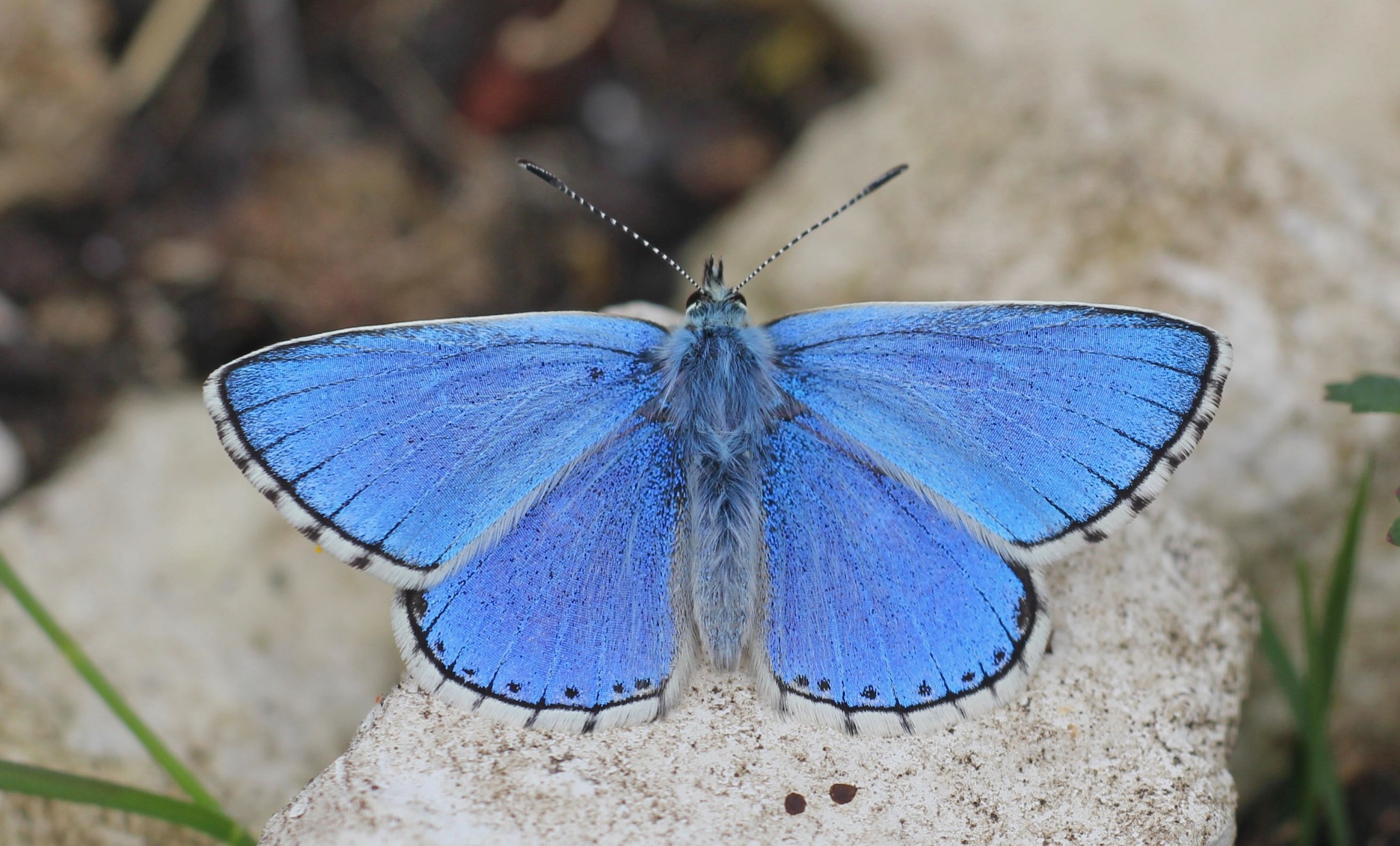 Mariposa Nature Tours | Expert-led butterfly and botany holidays