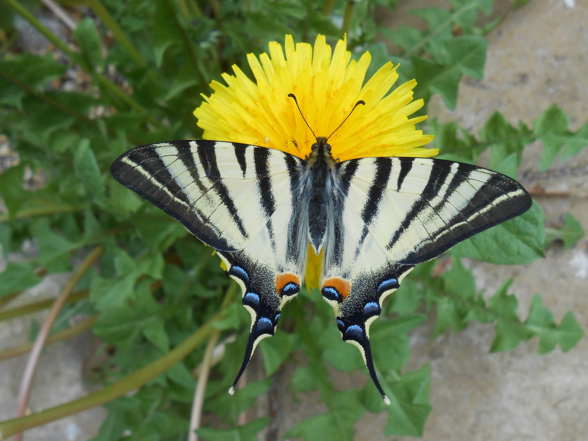 Mariposa Nature Tours | Expert-led butterfly and botany holidays