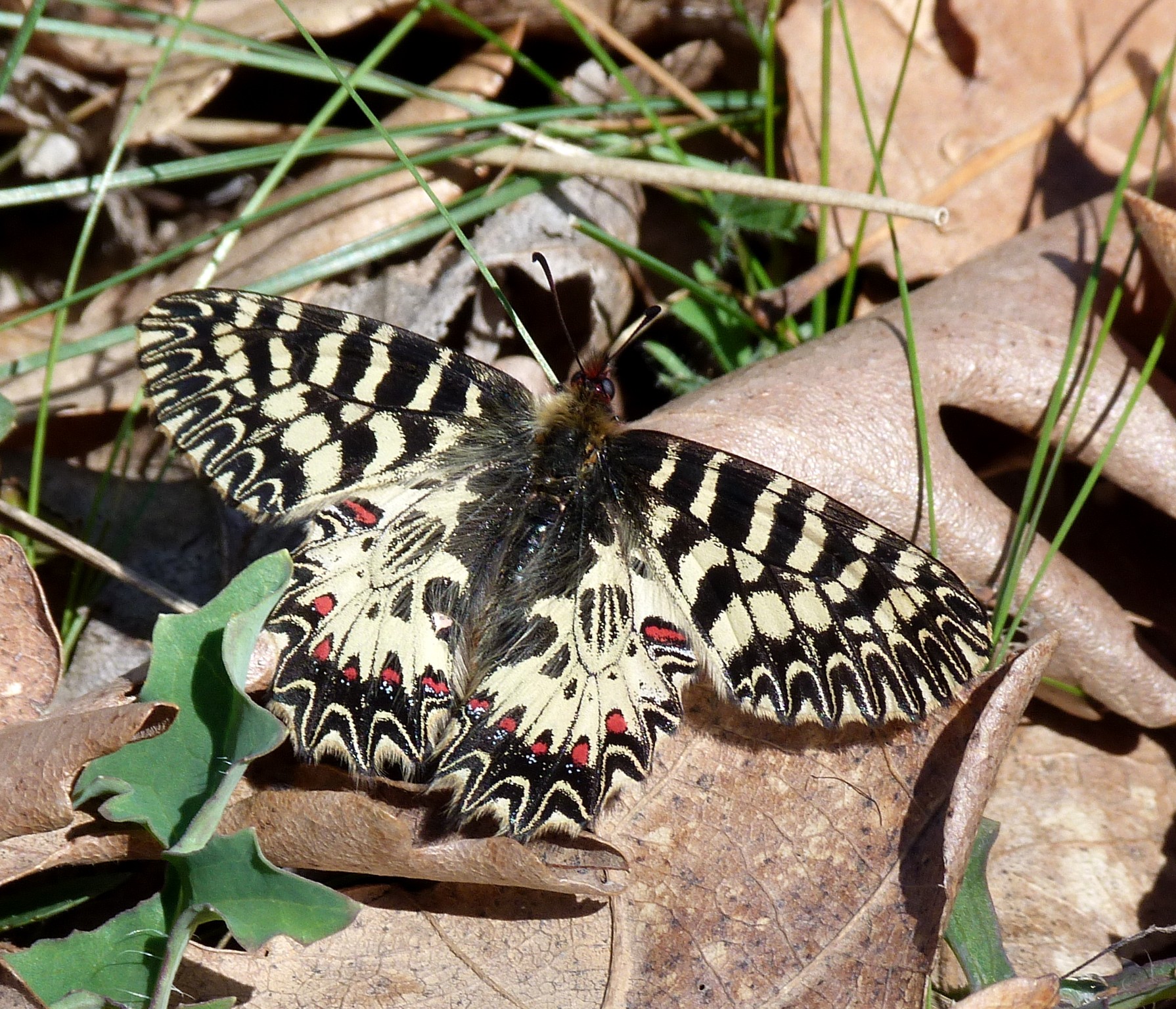 Mariposa Nature Tours | Expert-led butterfly and botany holidays