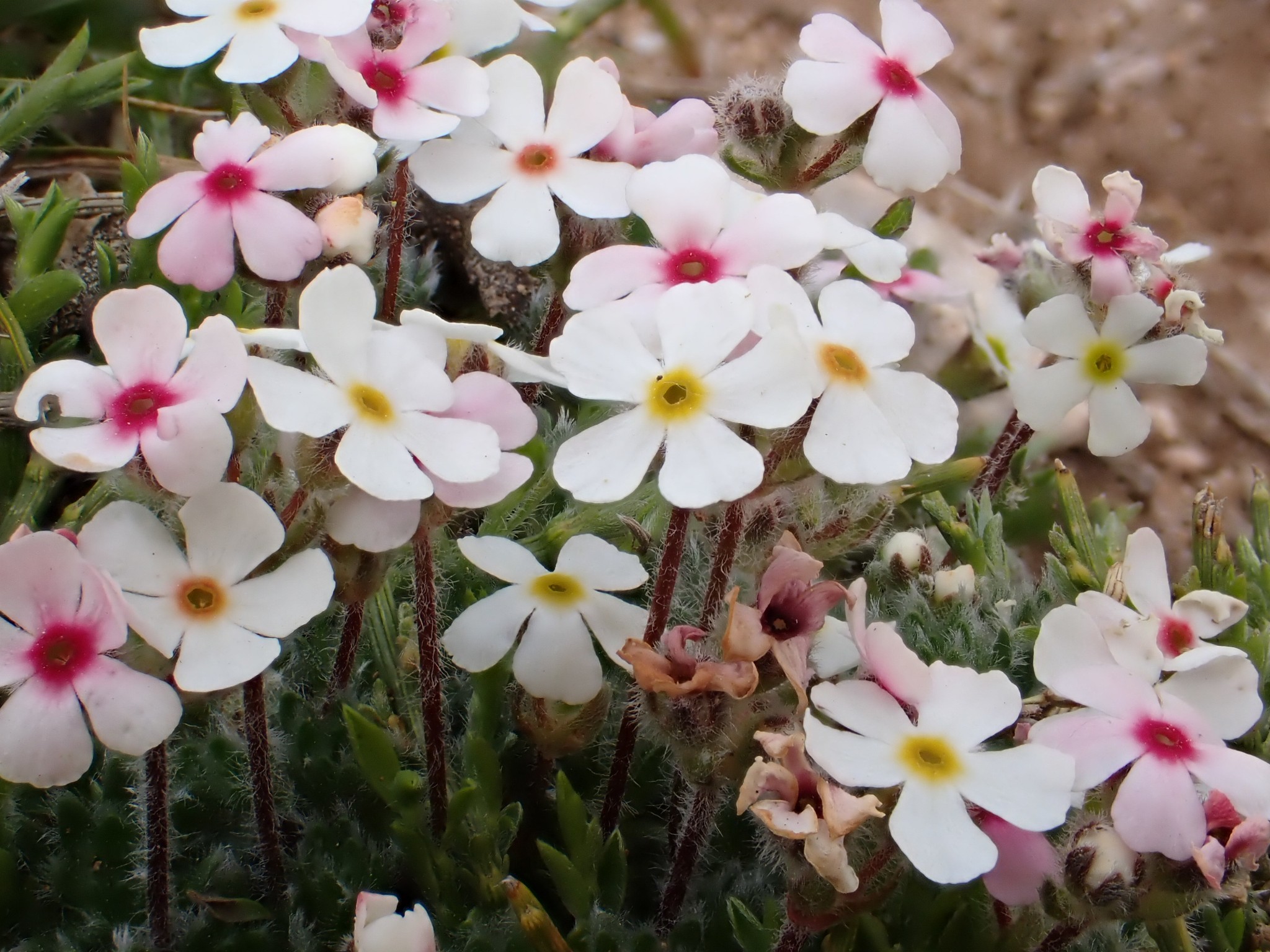 Mariposa Nature Tours | Expert-led butterfly and botany holidays