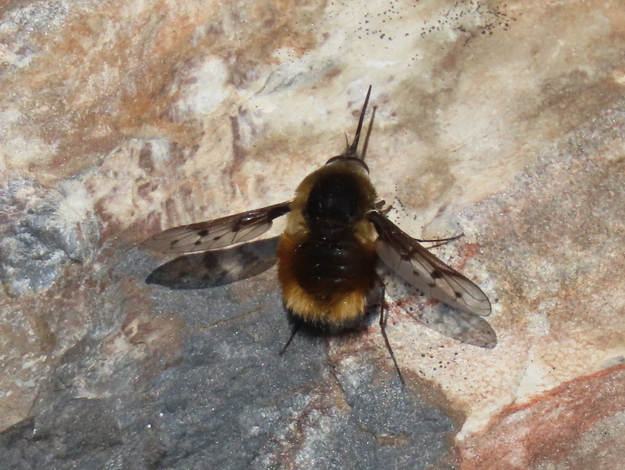 Mariposa Nature Tours | Expert-led butterfly and botany holidays