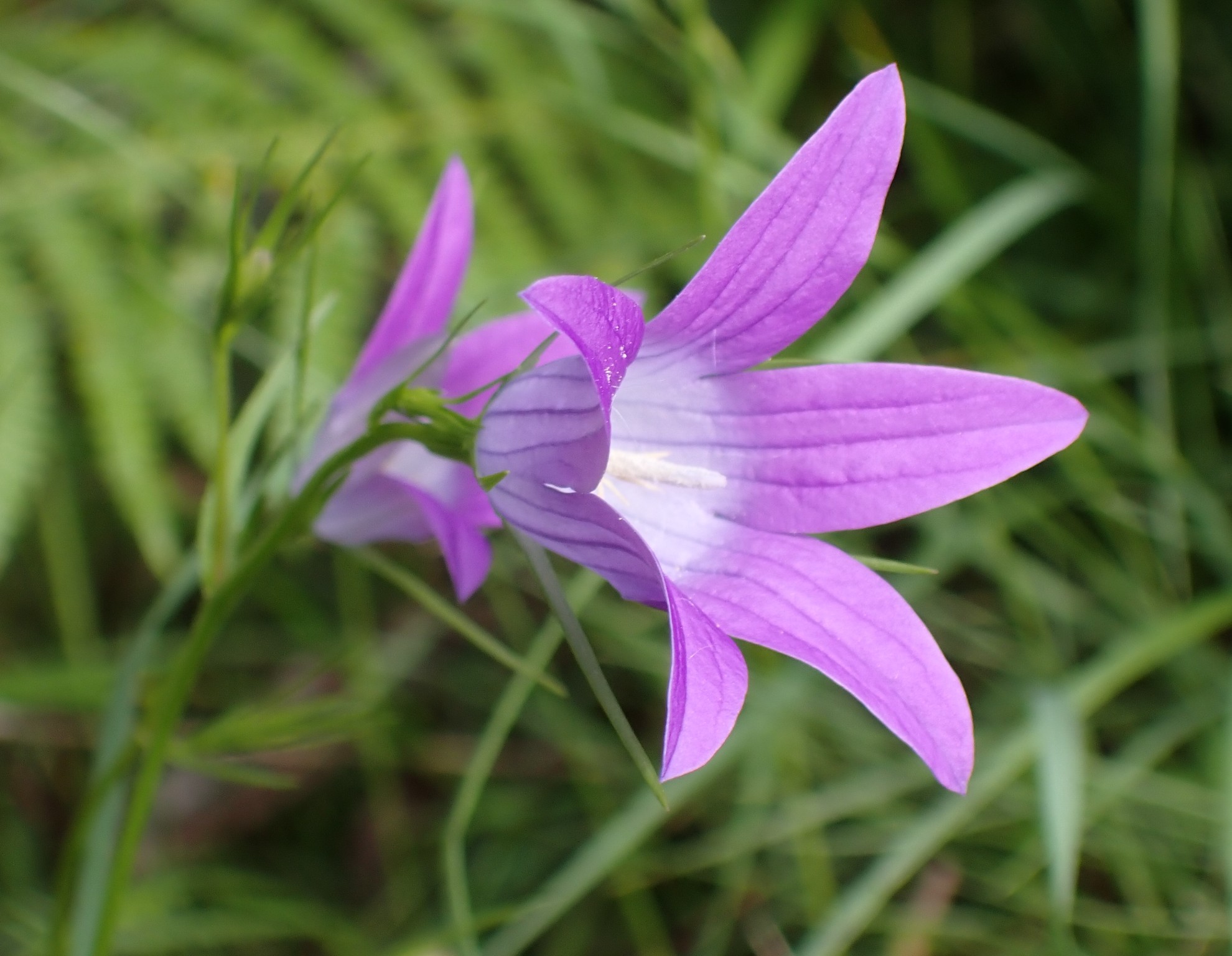 Mariposa Nature Tours | Expert-led butterfly and botany holidays
