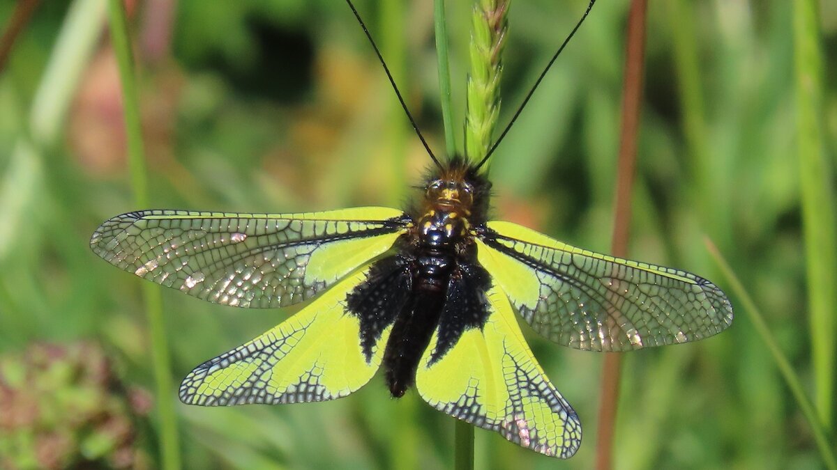 Mariposa Nature Tours | Expert-led butterfly and botany holidays