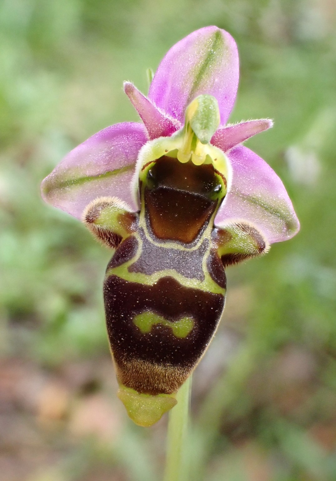 Mariposa Nature Tours | Expert-led butterfly and botany holidays