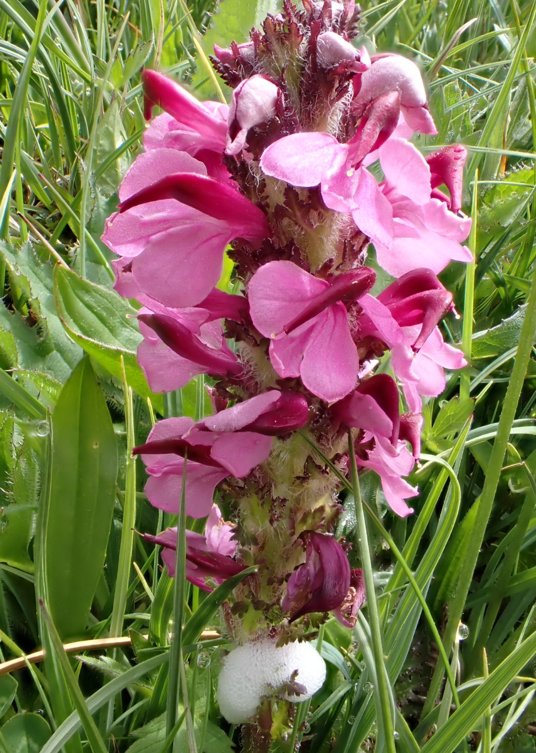 Mariposa Nature Tours | Expert-led butterfly and botany holidays
