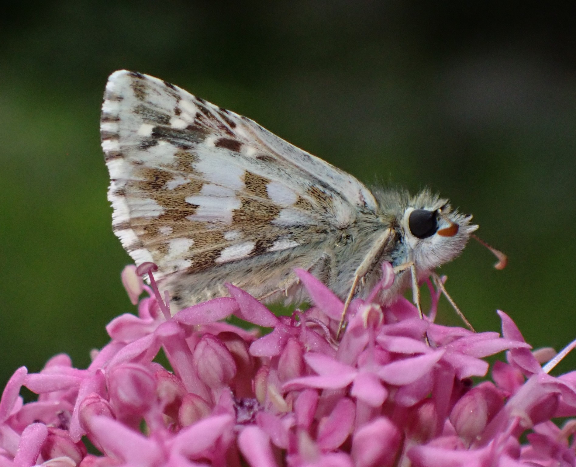 Mariposa Nature Tours | Expert-led butterfly and botany holidays