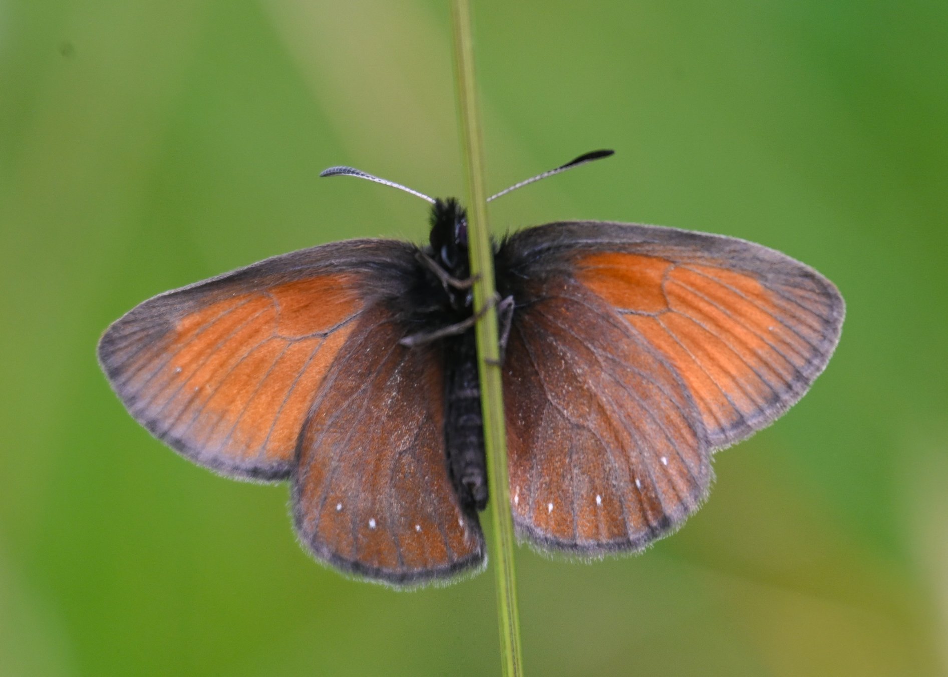 Butterflies of the Hohe Tauern - Austria’s Mountain Heartland
