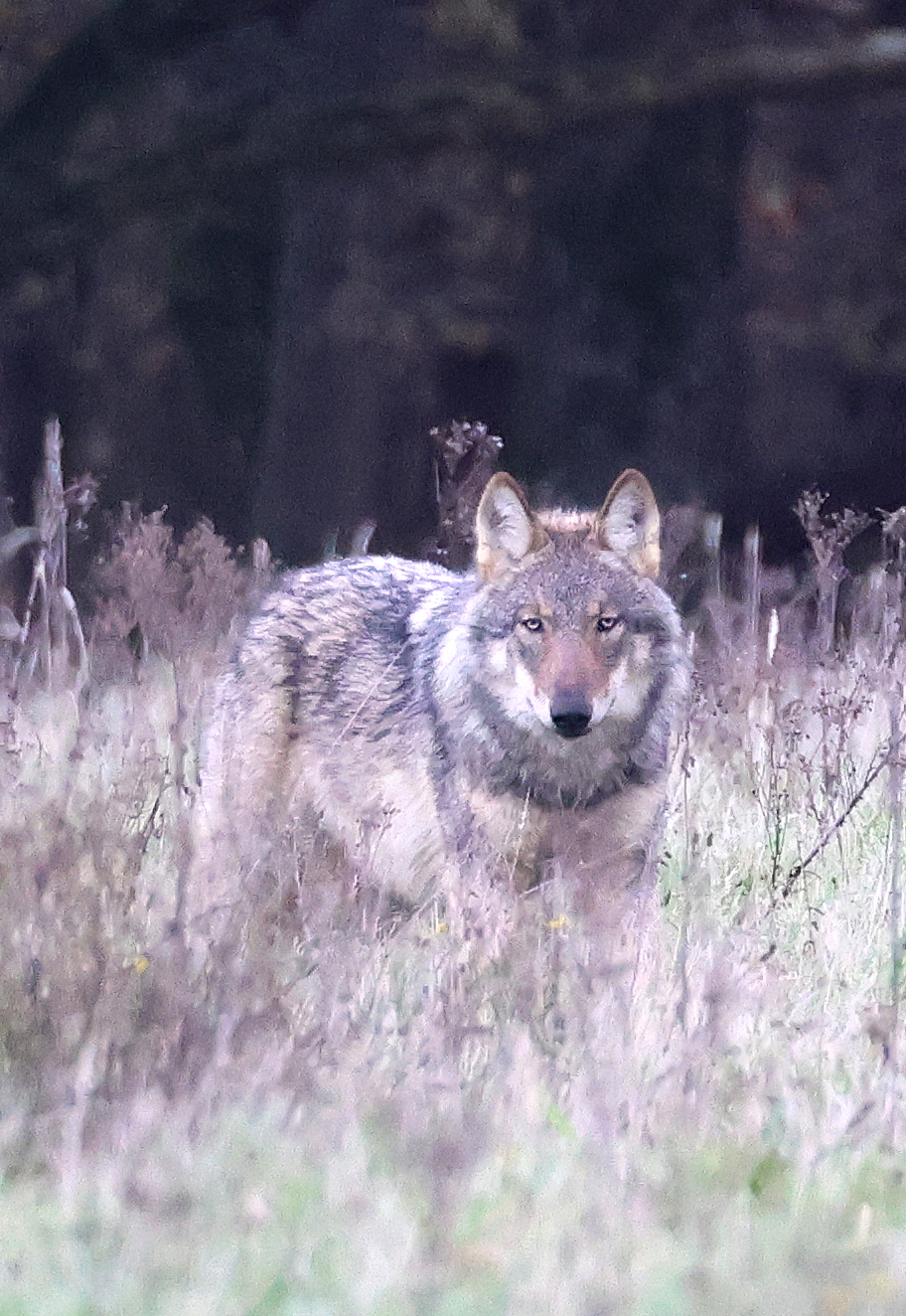 The Dutch Wolf Weekender